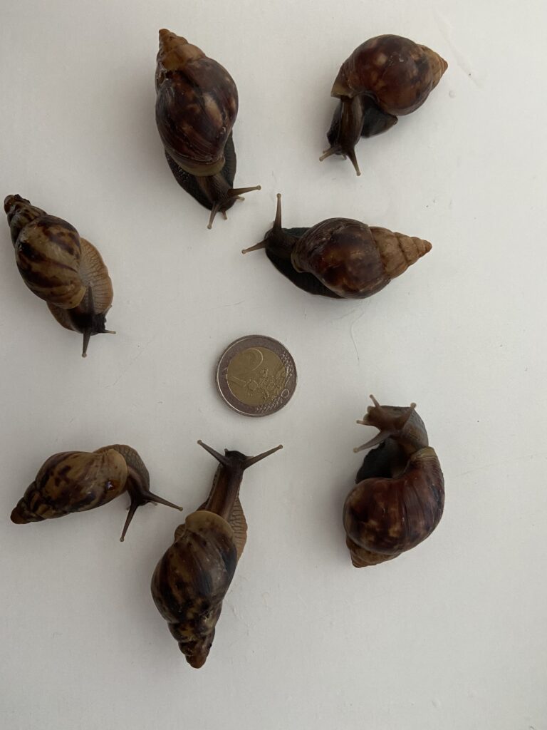 Cena a dostupnosť afrického slimáka – afsli.sk